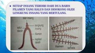 struktur respirasi ikan | PPTX