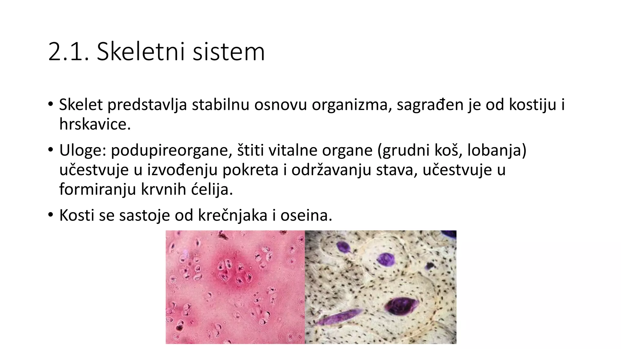7. razred, matura | PPTX