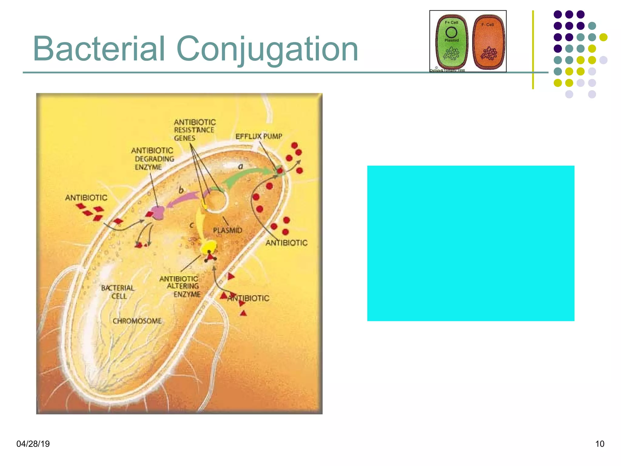 4.4 Bacteria Reproduction Presentation | PPT