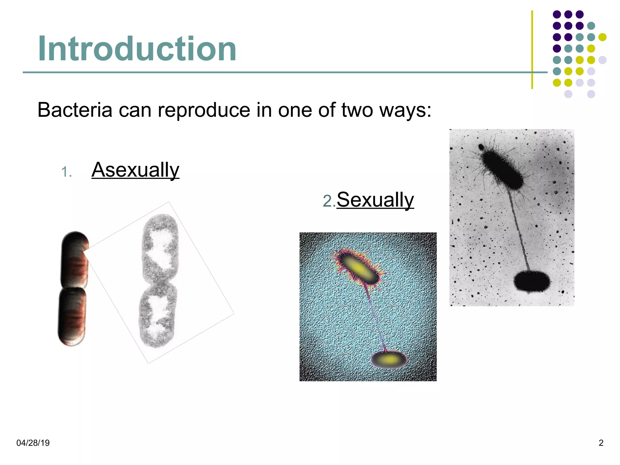 4.4 Bacteria Reproduction Presentation | PPT