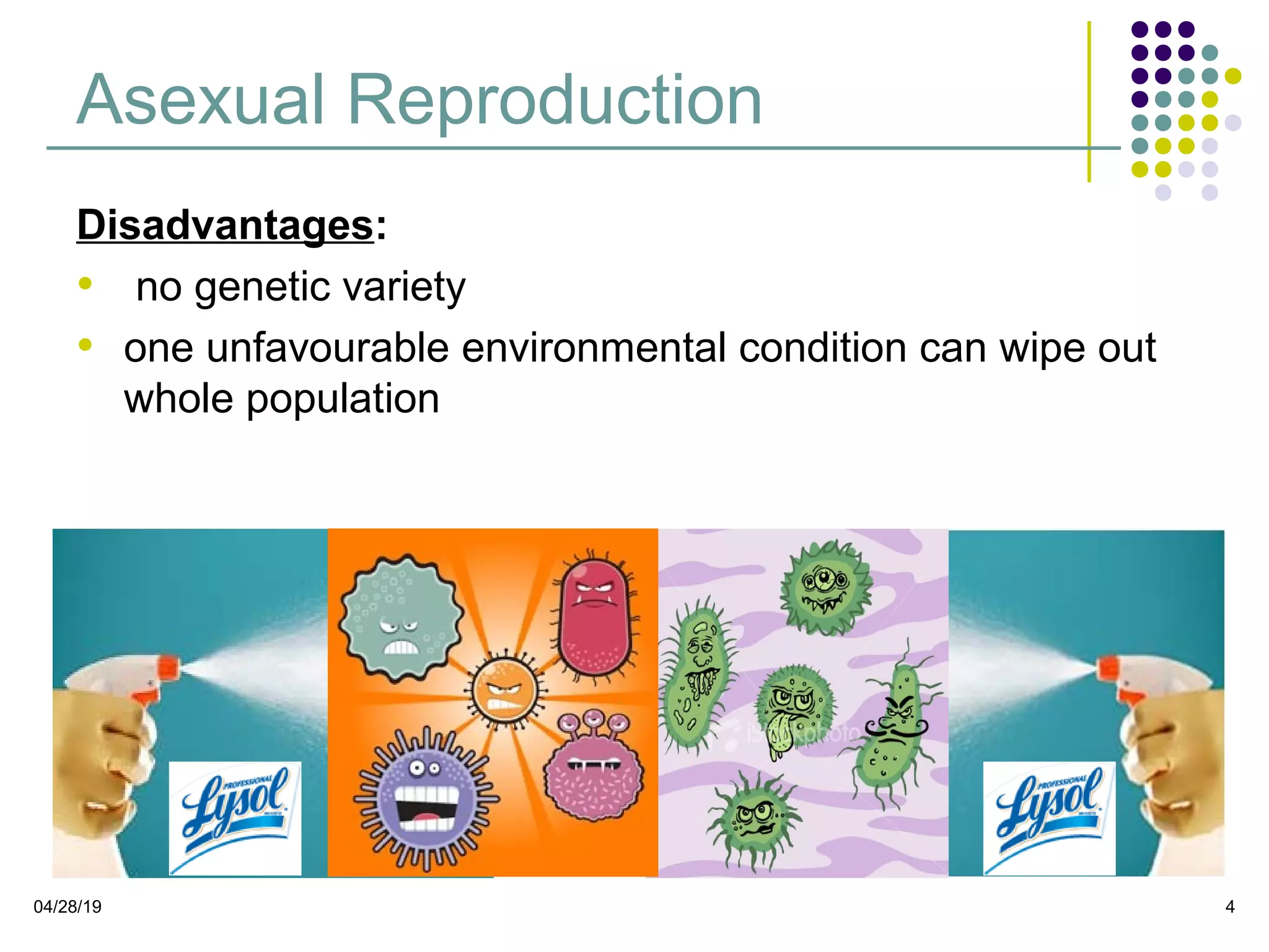 4.4 Bacteria Reproduction Presentation | PPT