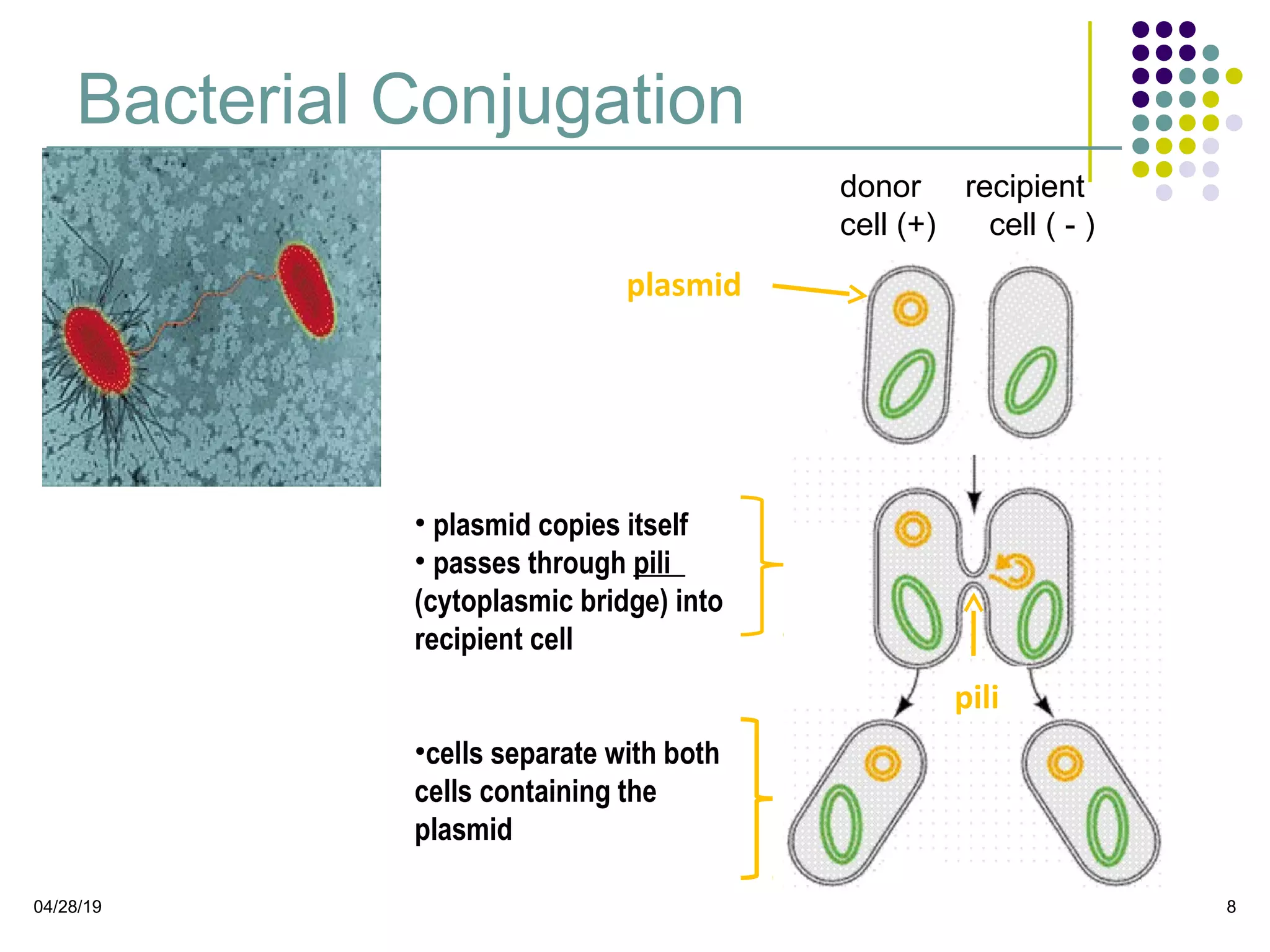 4.4 Bacteria Reproduction Presentation | PPT