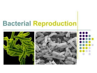 4.4 Bacteria Reproduction Presentation | PPT