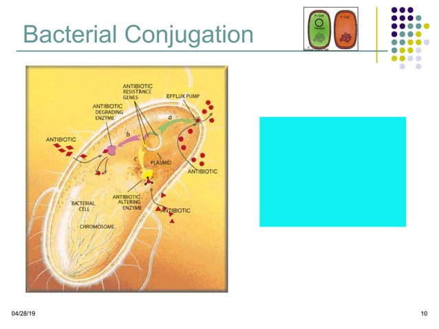 4.4 Bacteria Reproduction Presentation | PPT