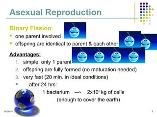 4.4 Bacteria Reproduction Presentation | PPT