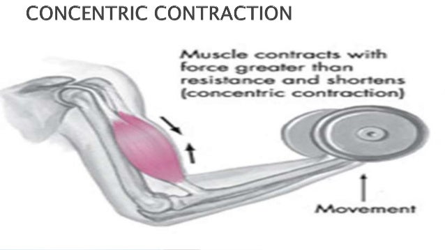 7. muscle contraction lecture 2