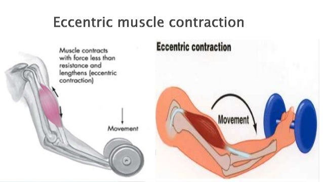 7. muscle contraction lecture 2