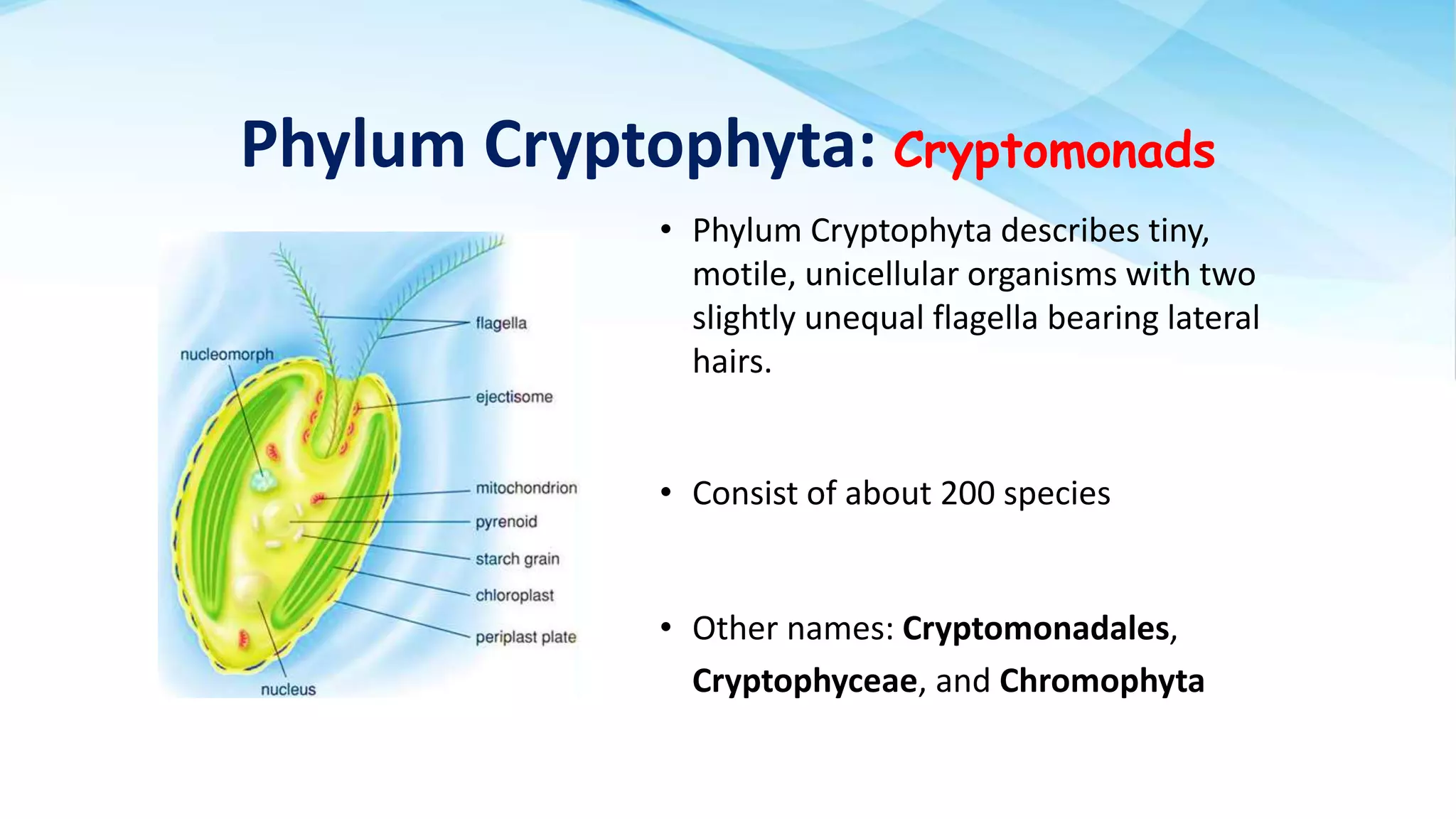 Phylum Cryptophyta & Prymnesiophyta | PPTX