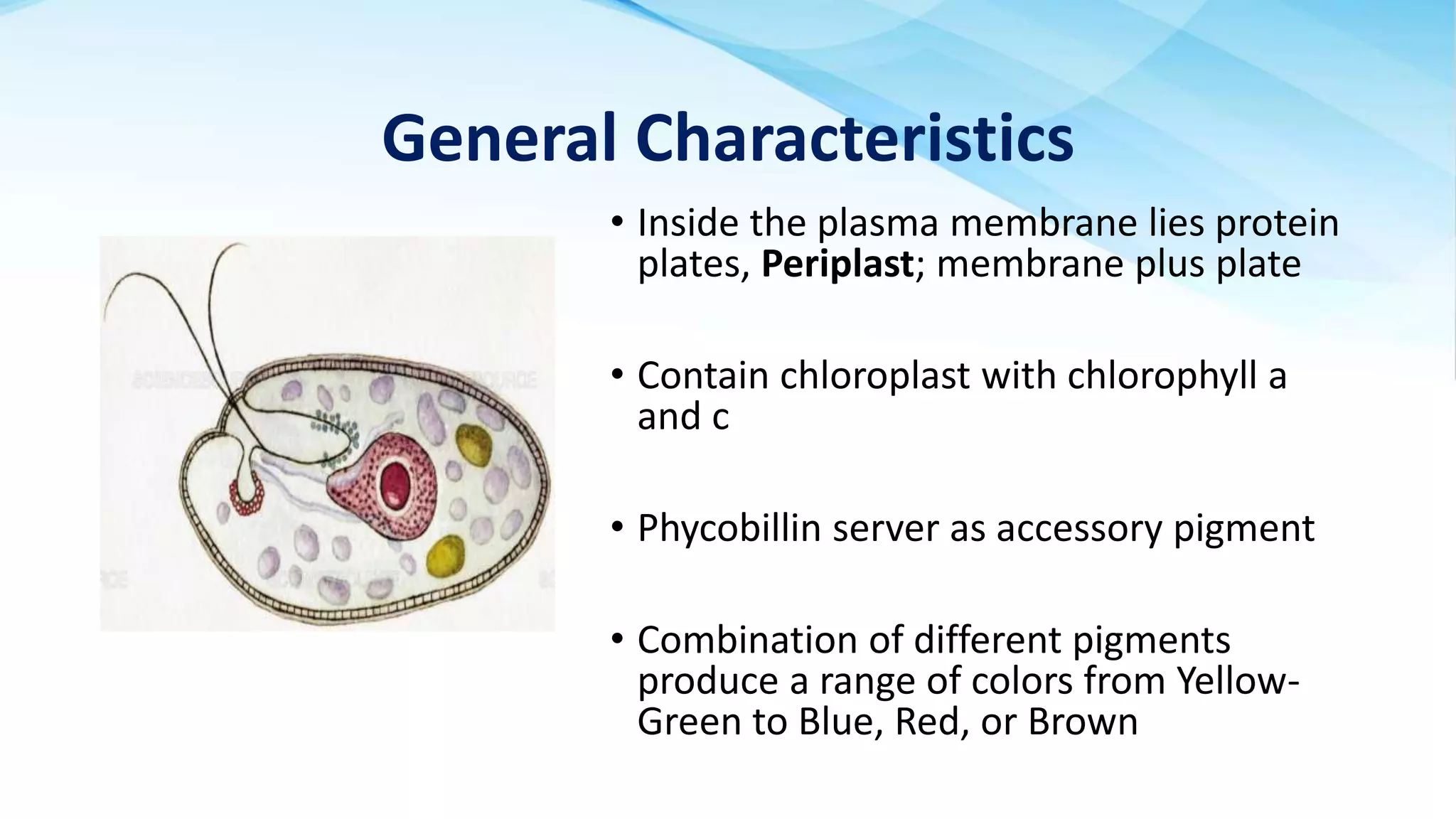 Phylum Cryptophyta & Prymnesiophyta | PPTX