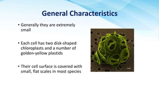 Phylum Cryptophyta & Prymnesiophyta | PPTX