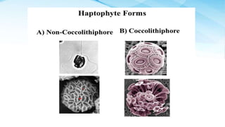 Phylum Cryptophyta & Prymnesiophyta | PPTX