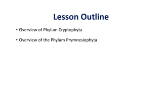 Phylum Cryptophyta & Prymnesiophyta | PPTX | Geography | Science