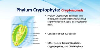 Phylum Cryptophyta & Prymnesiophyta | PPTX