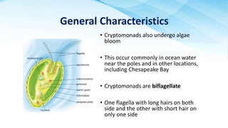 Phylum Cryptophyta & Prymnesiophyta | PPTX | Geography | Science