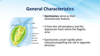 Phylum Cryptophyta & Prymnesiophyta | PPTX | Geography | Science