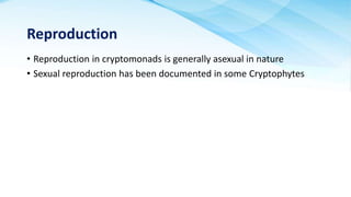 Phylum Cryptophyta & Prymnesiophyta | PPT