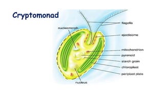 Phylum Cryptophyta & Prymnesiophyta | PPT