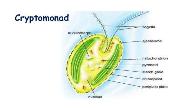 Phylum Cryptophyta & Prymnesiophyta