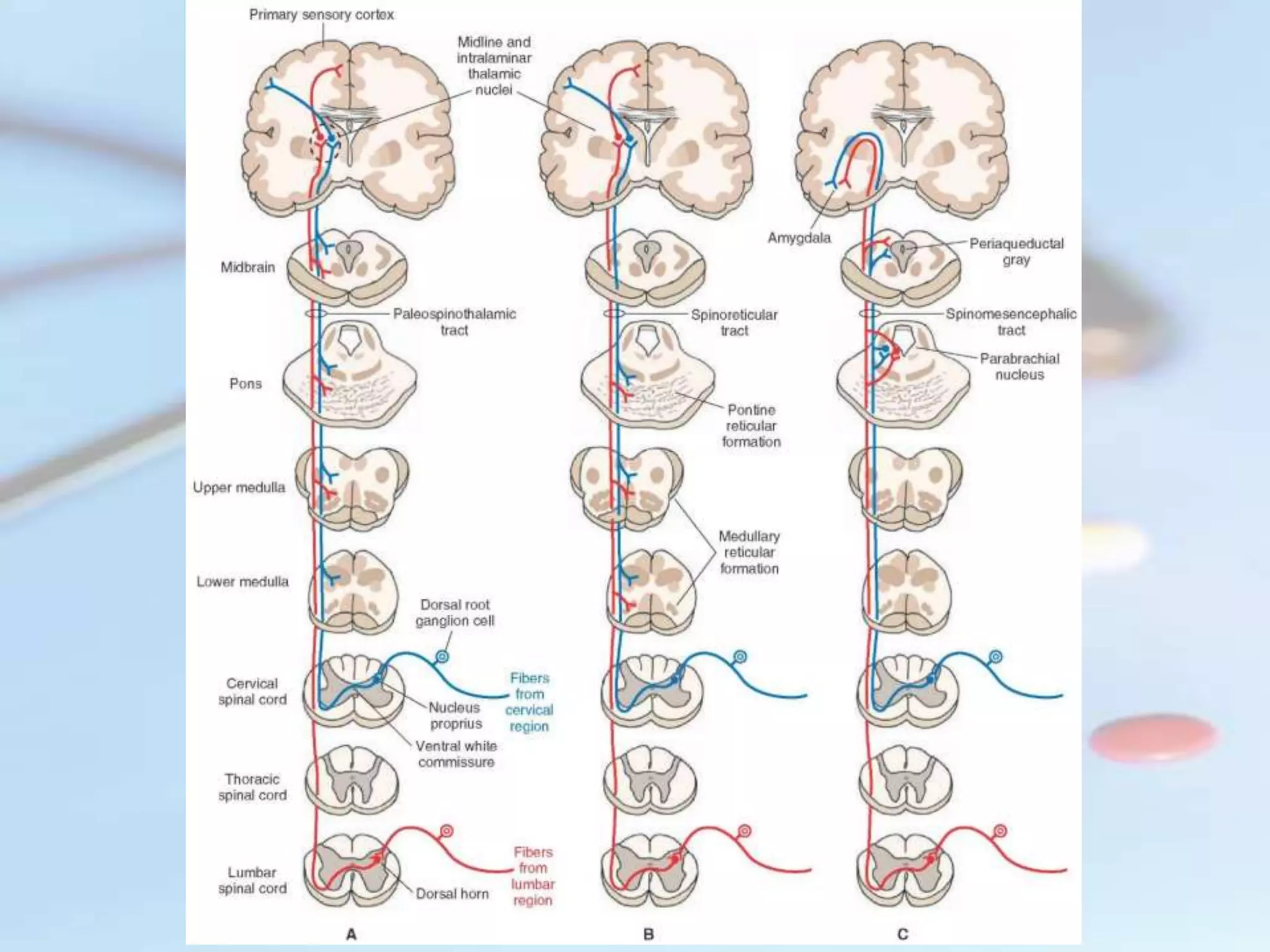 Spinal cord & its tracts I (Ascending tracts) | PPTX
