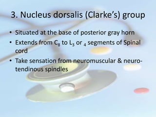 Spinal cord & its tracts I (Ascending tracts) | PPTX