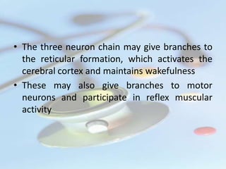 Spinal cord & its tracts I (Ascending tracts) | PPTX