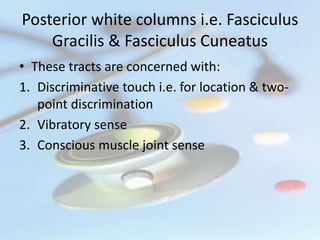 Spinal cord & its tracts I (Ascending tracts) | PPTX