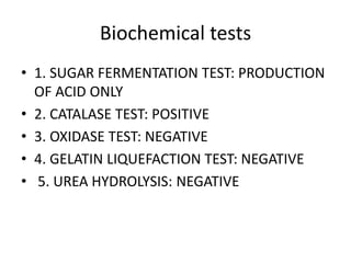 7. coryne bacterium | PPT