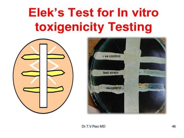 7. coryne bacterium | PPT