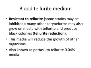 7. coryne bacterium | PPTX