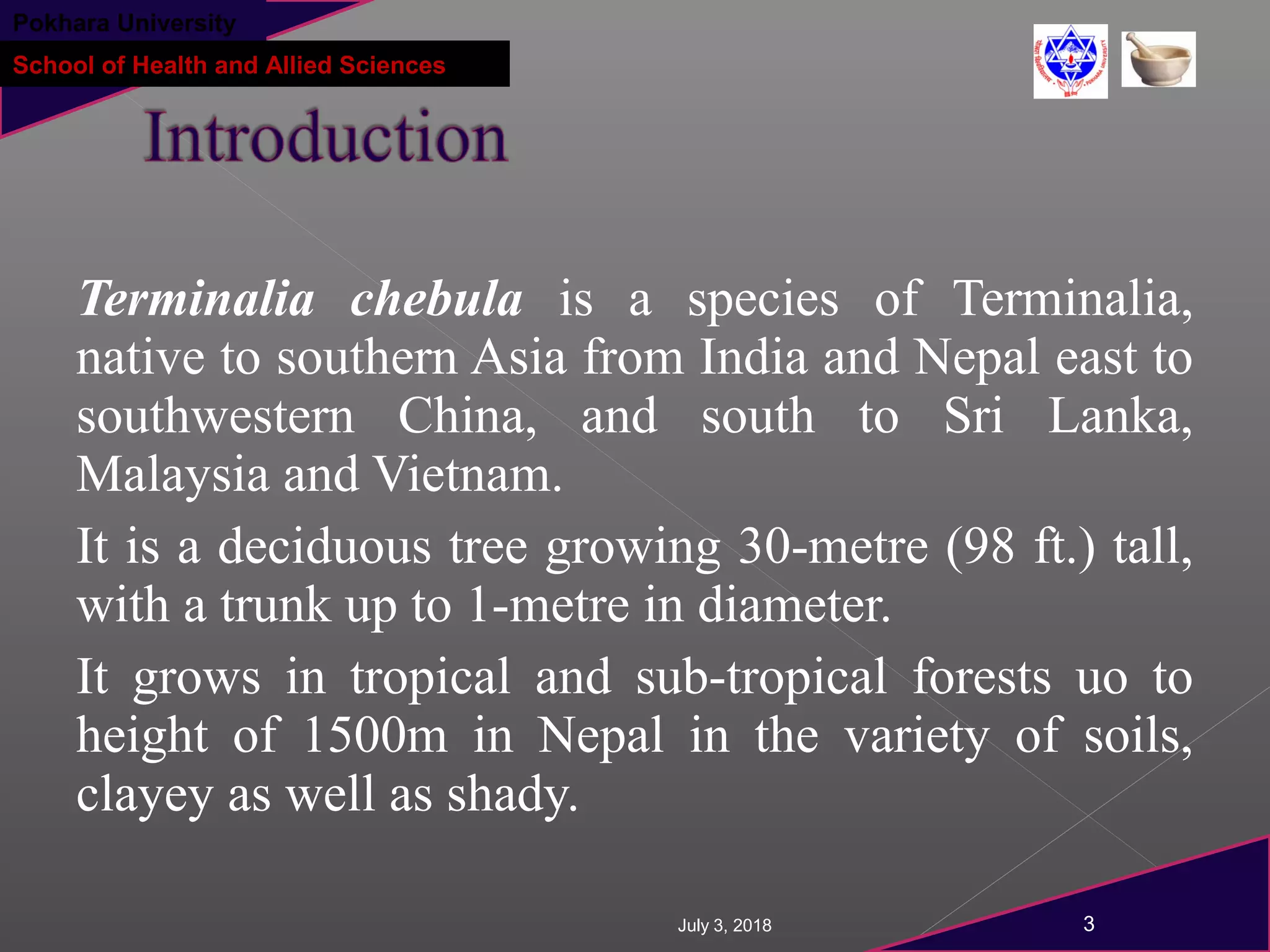 7.terminalia chebula (harro) | PPT