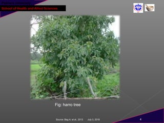 7.terminalia chebula (harro) | PPT
