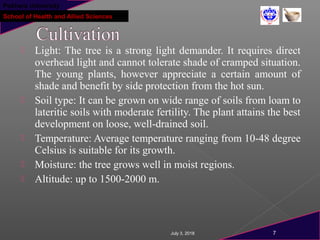 7.terminalia chebula (harro) | PPT