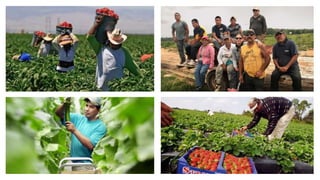 CAMBRIDGE AS GEOGRAPHY - CASE STUDY: MEXICAN MIGRATION TO USA | PPTX