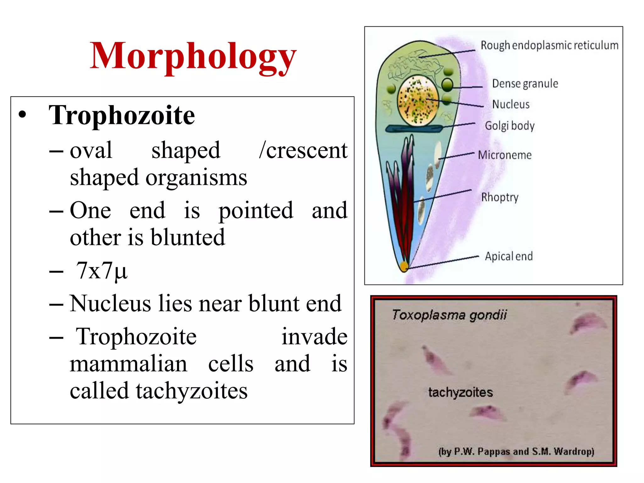 7. toxoplasma | PPTX