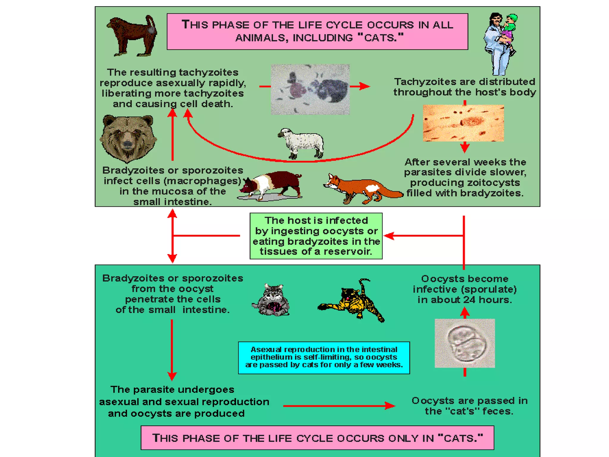 7. toxoplasma | PPTX