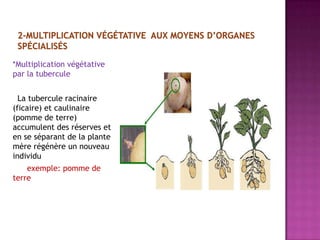 7.1 la multiplication_vegetative_des_vegetaux | PPTX