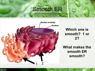 7-2: Eukaryotic Cell Structure | PPT