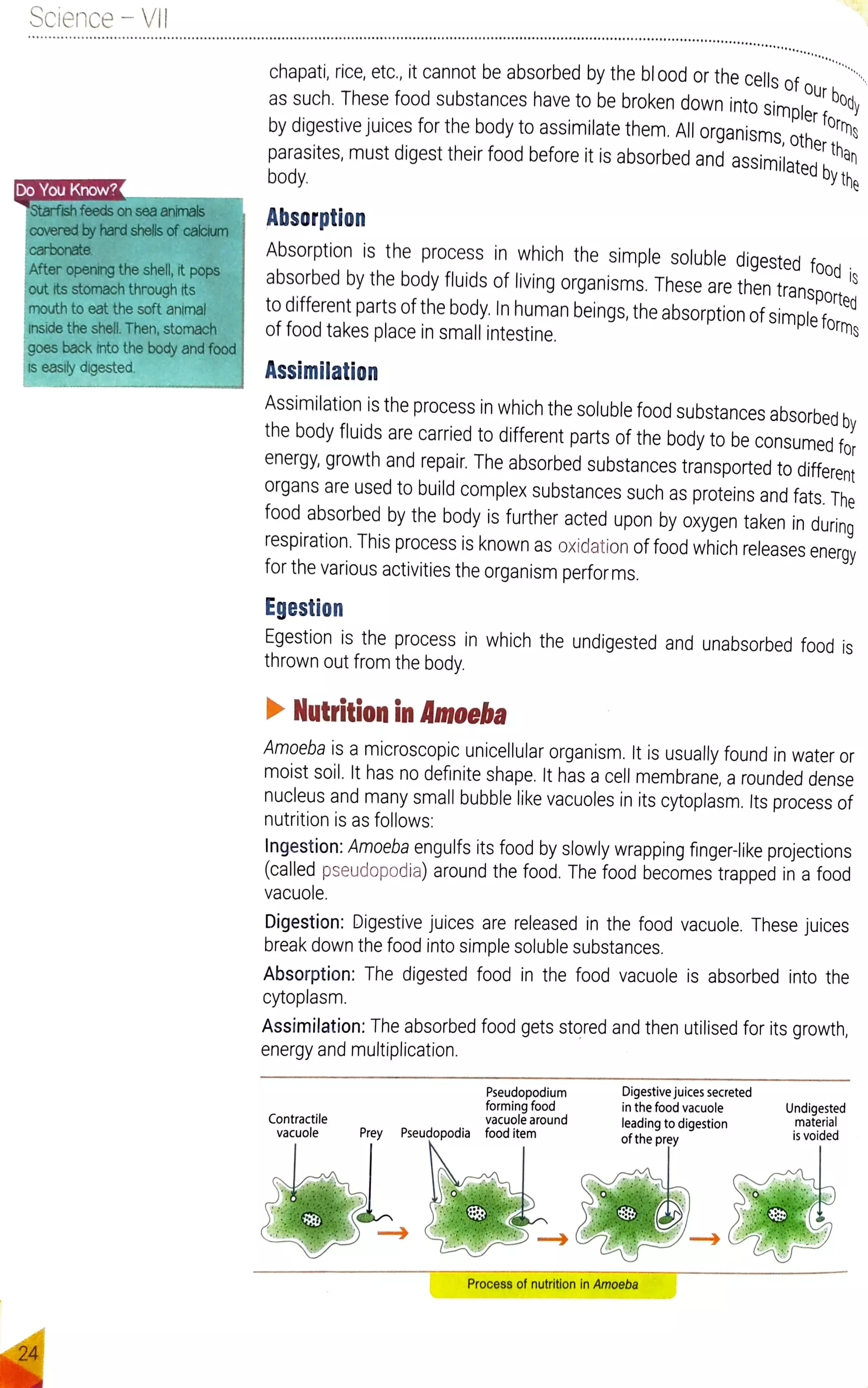 Nutrition in Animals | PDF