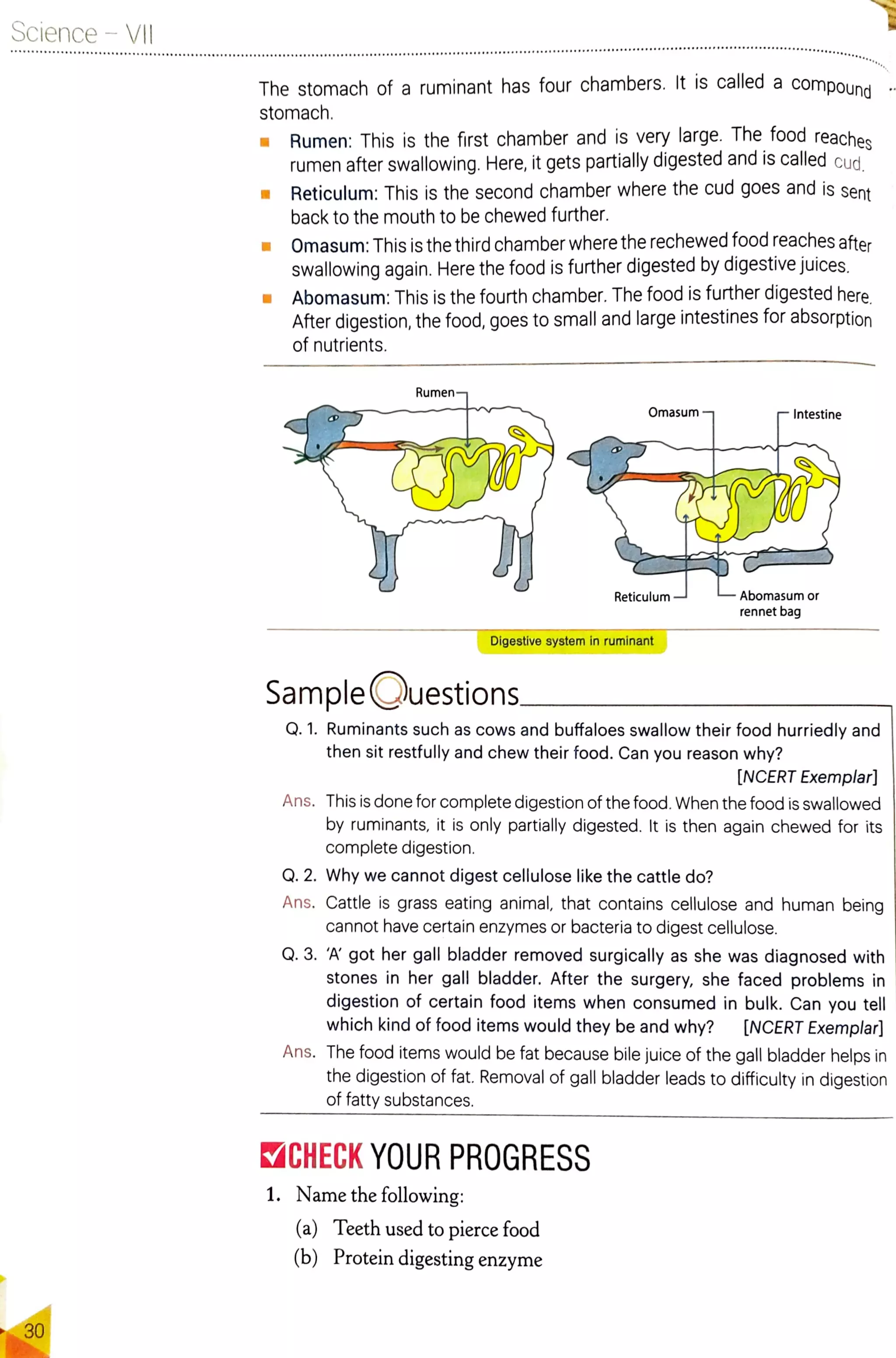 Nutrition in Animals | PDF