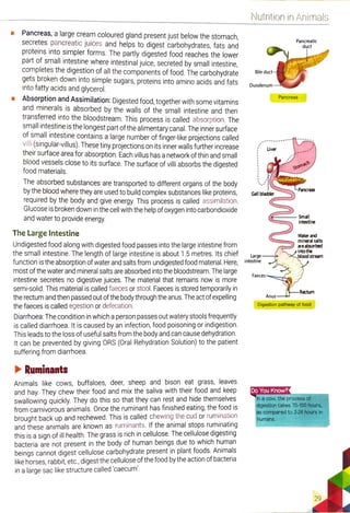 Nutrition in Animals | PDF
