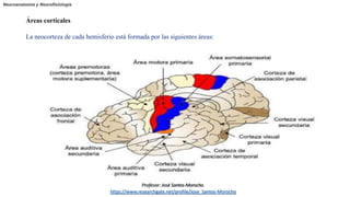 Areas corticales | PPTX