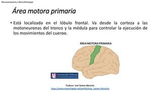 Areas corticales | PPTX