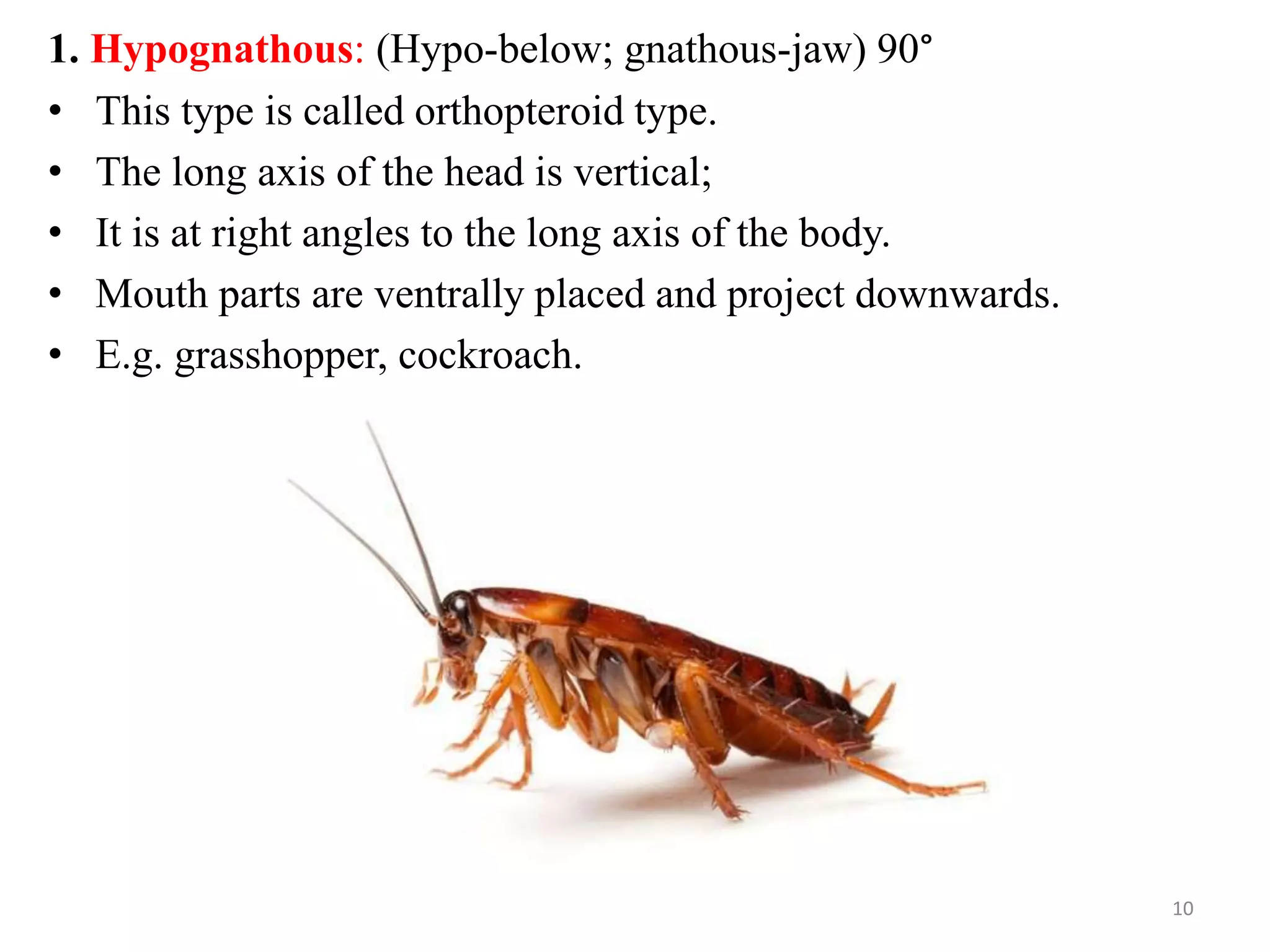 Types of insect heads and antennae | PPTX