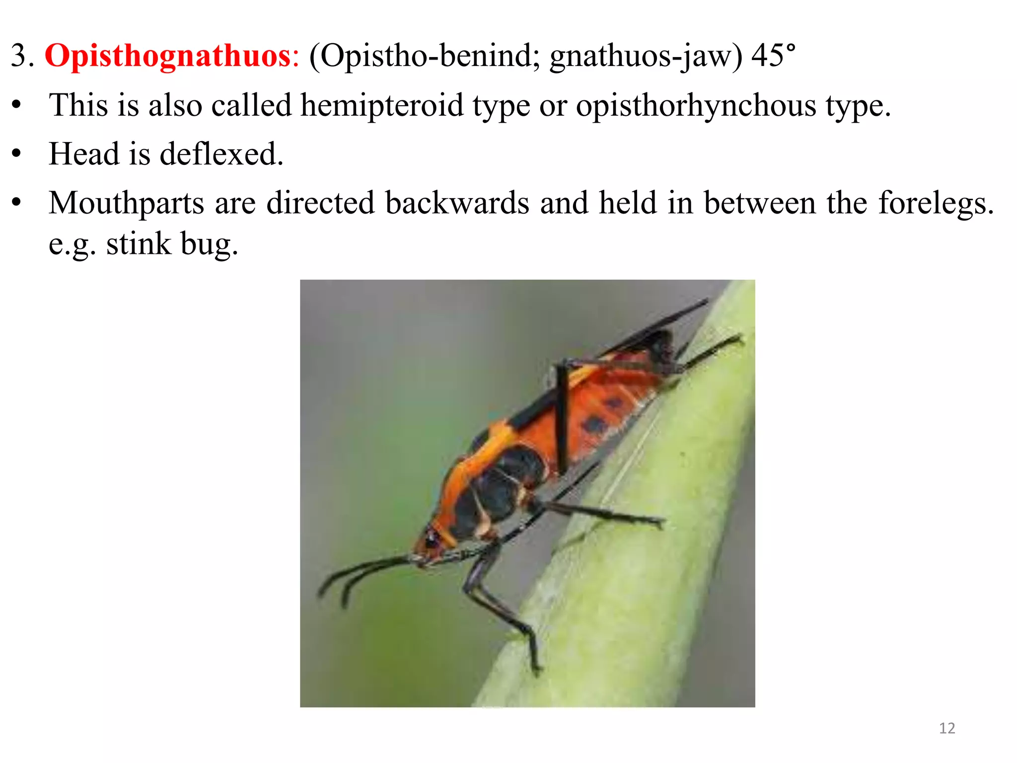 Types of insect heads and antennae | PPTX