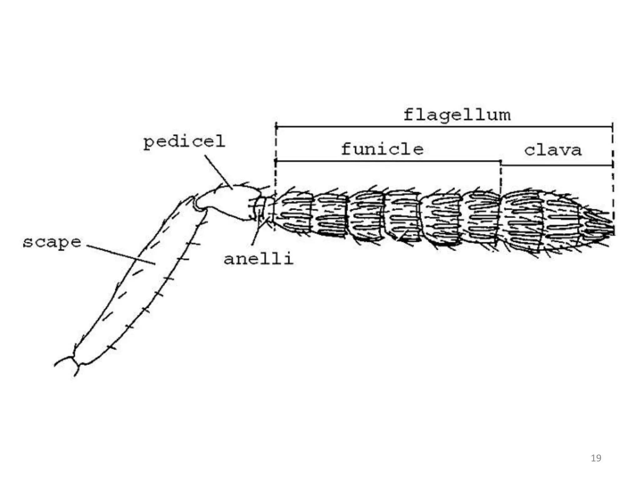 Types of insect heads and antennae | PPTX