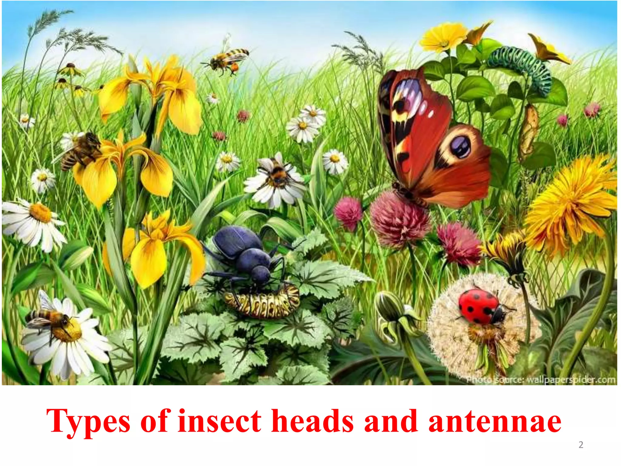 Types of insect heads and antennae | PPTX