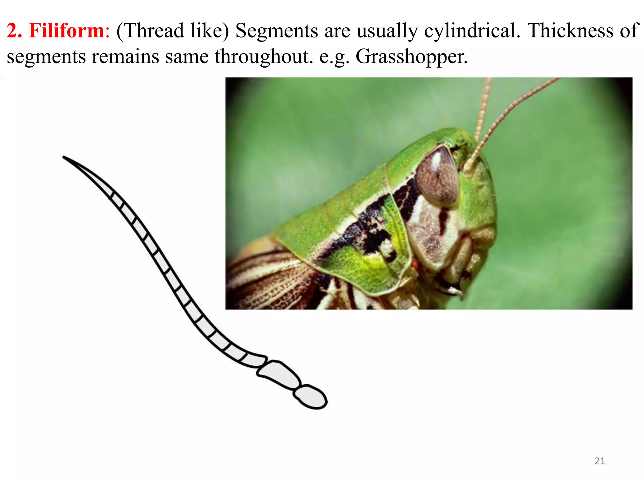 Types of insect heads and antennae | PPTX