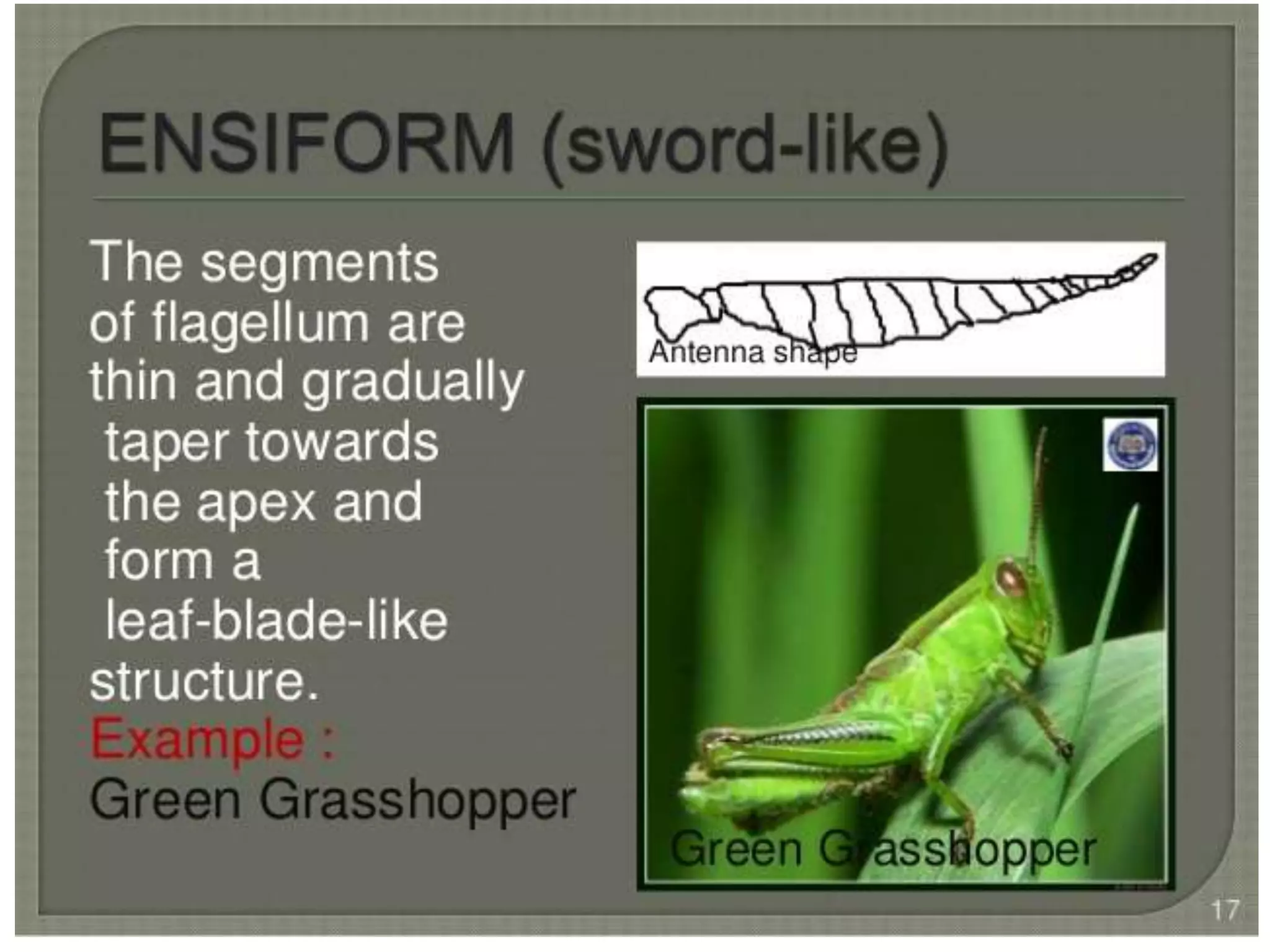 Types of insect heads and antennae | PPTX