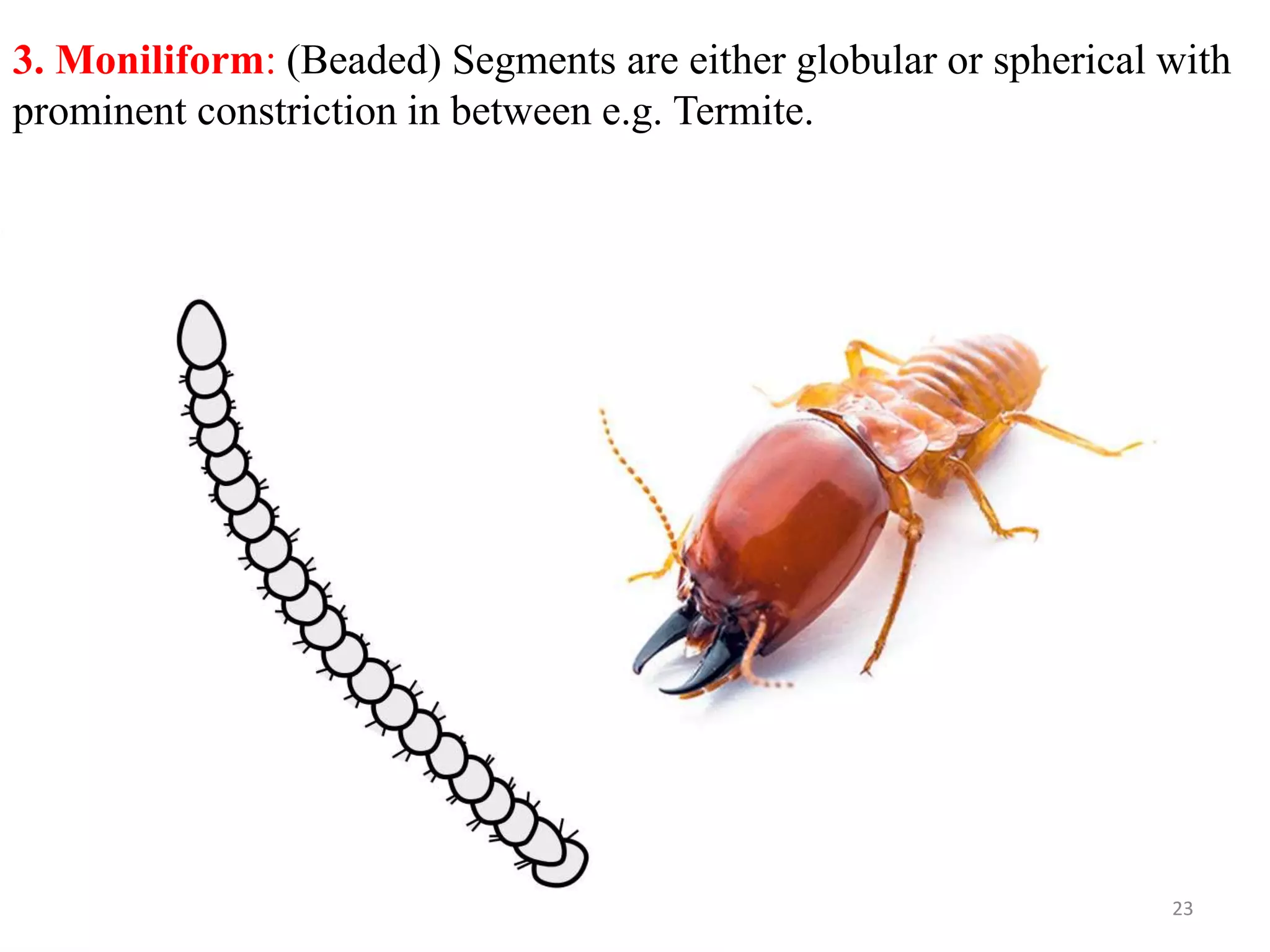 Types of insect heads and antennae | PPTX