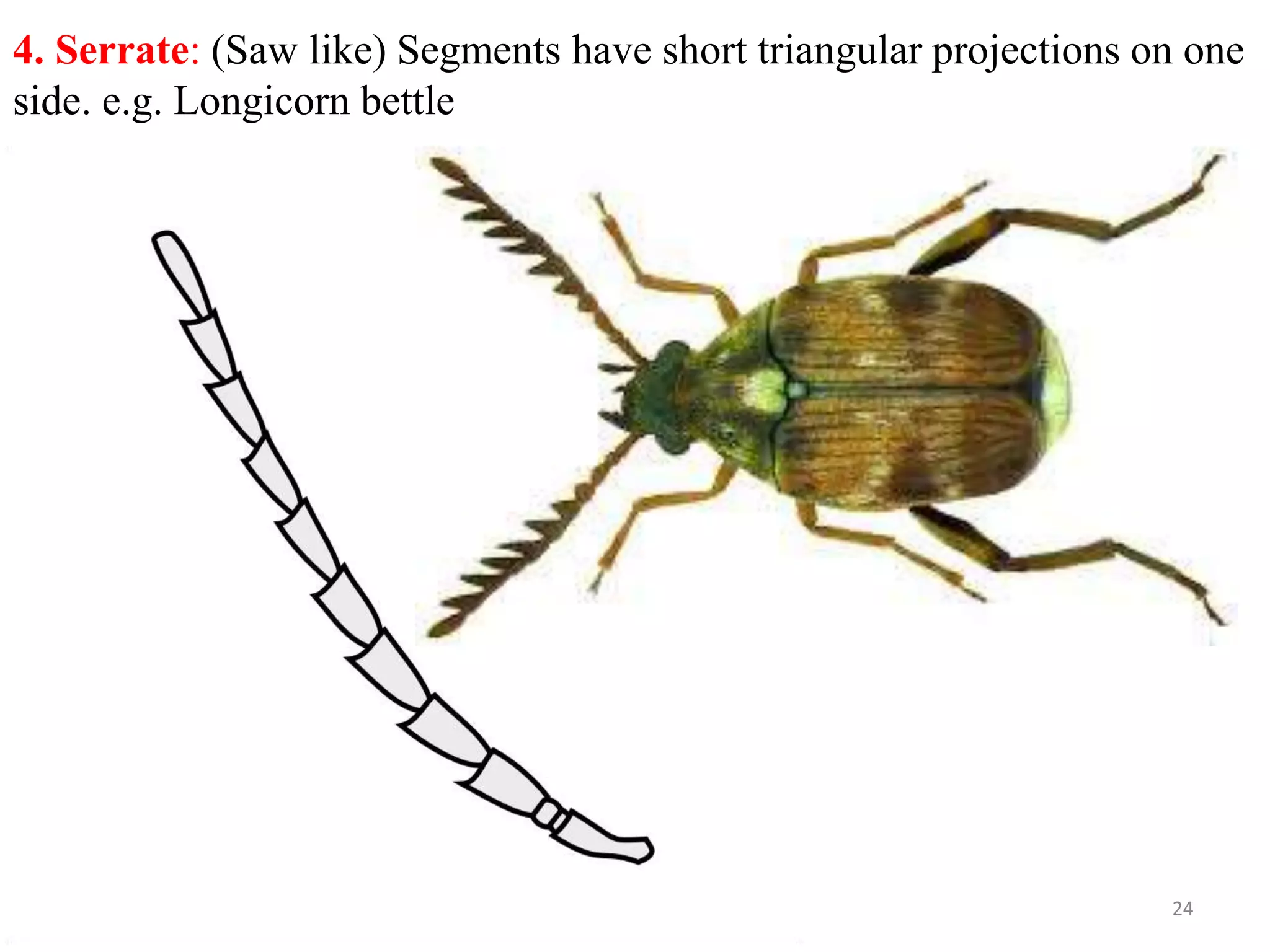 Types of insect heads and antennae | PPTX